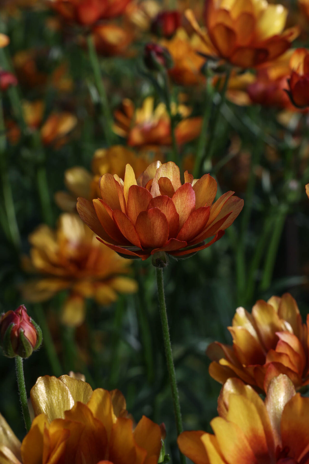 Ranunculus Natura Moderna® | Authenticity and Wild Beauty